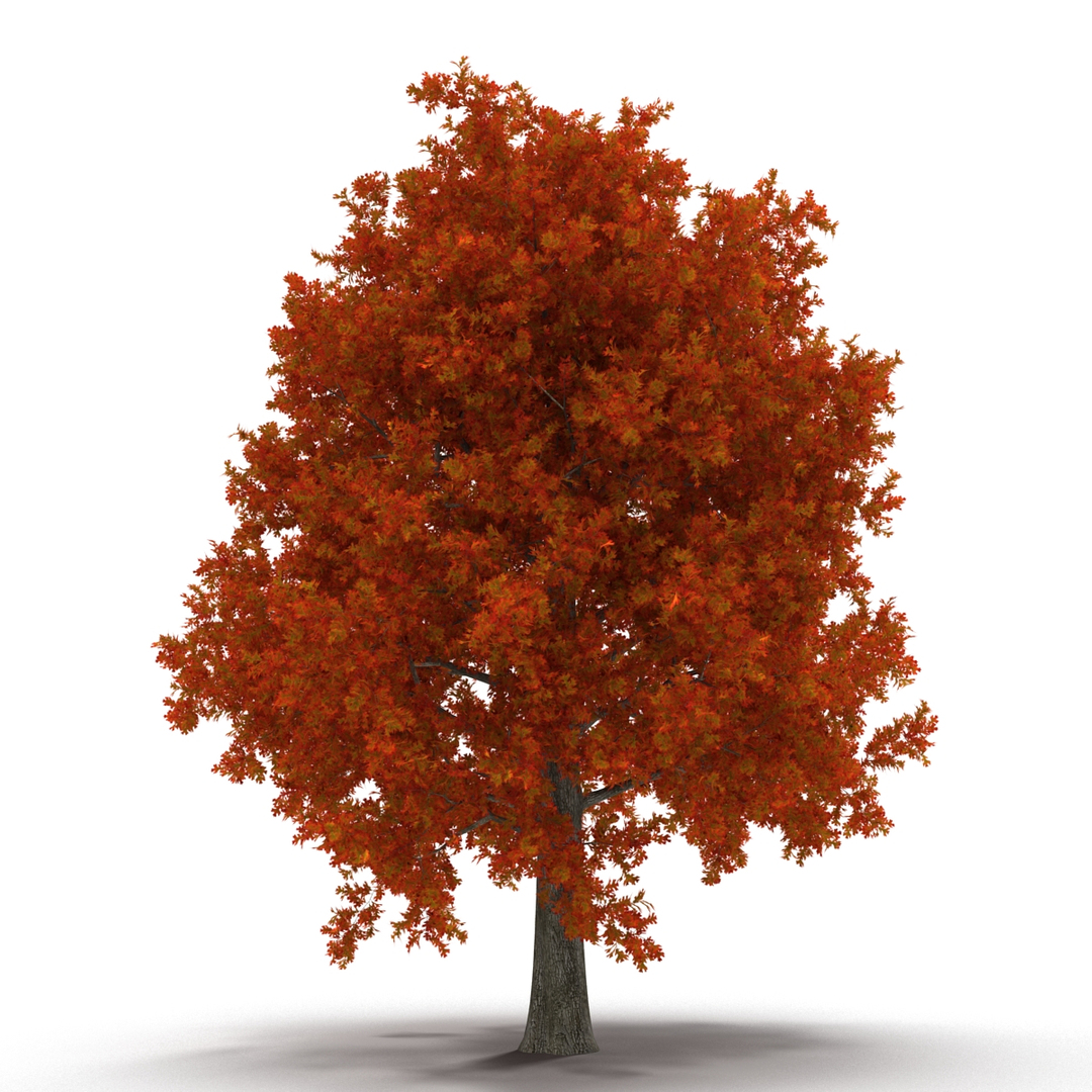 Red Oak Tree Autumn 3d Model