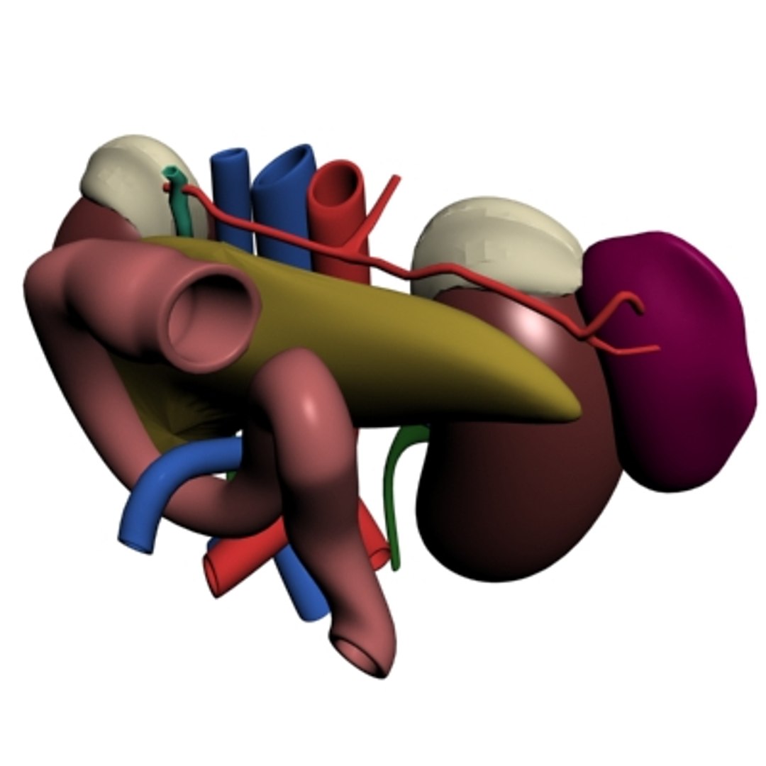 Pancreas Kidney Spleen 3d Model