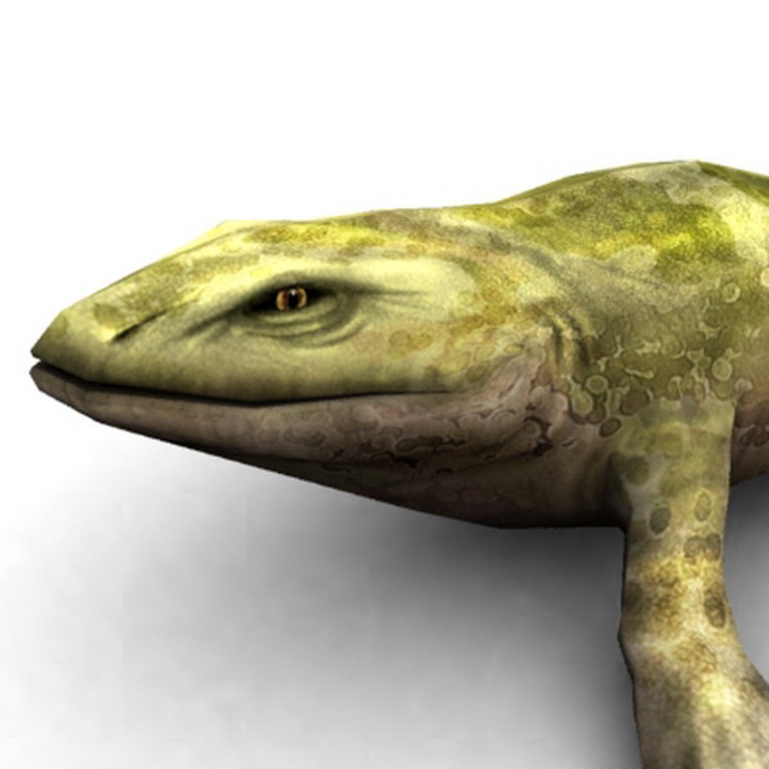 Ichthyostega Animation 3d Model