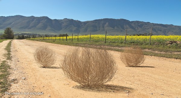 Desert tumbleweed tumbled 3D - TurboSquid 1398401