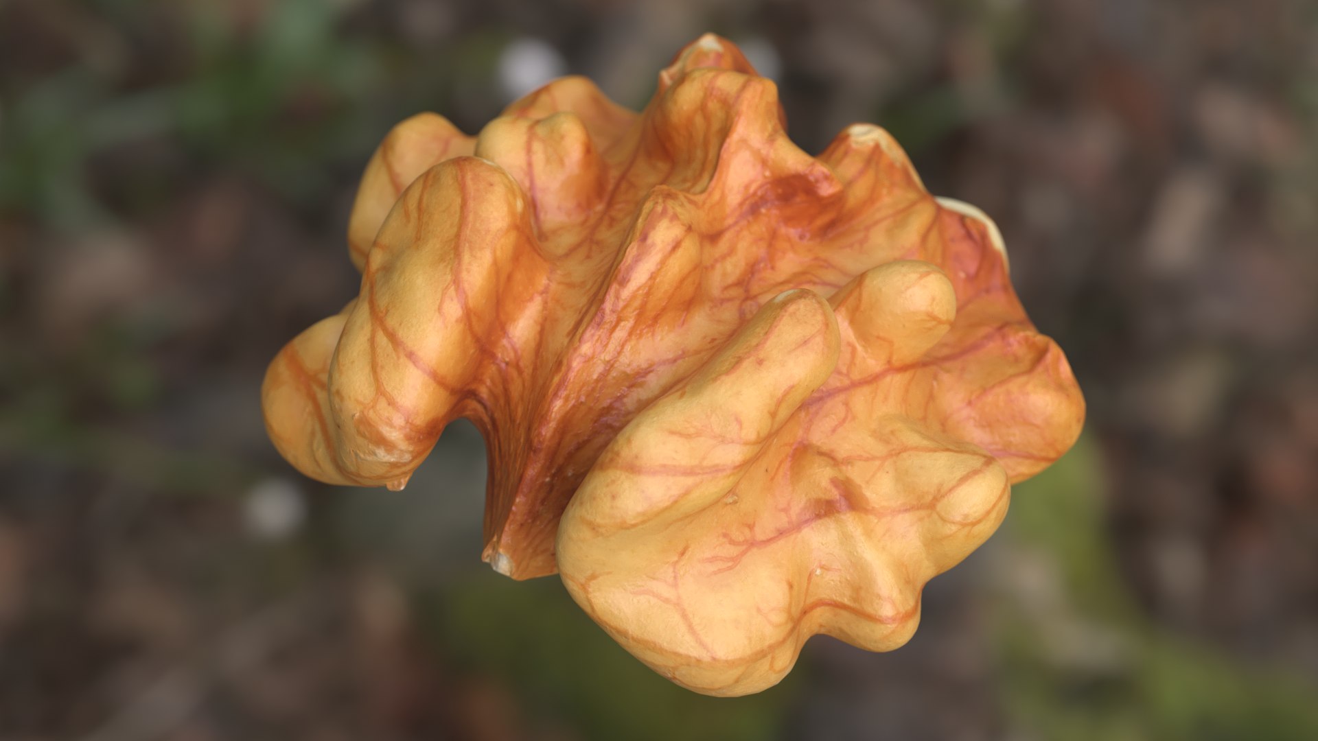 Walnut Half 02 3D Model - TurboSquid 1862363
