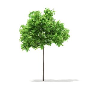 3D Conker Models | TurboSquid