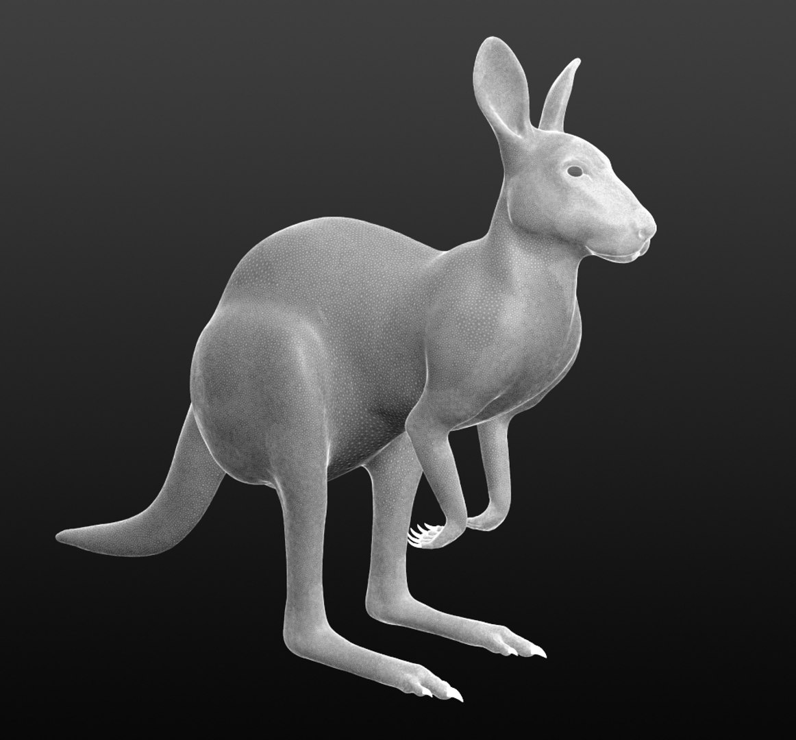 Kangaroo Base Mesh 3D - TurboSquid 1412273