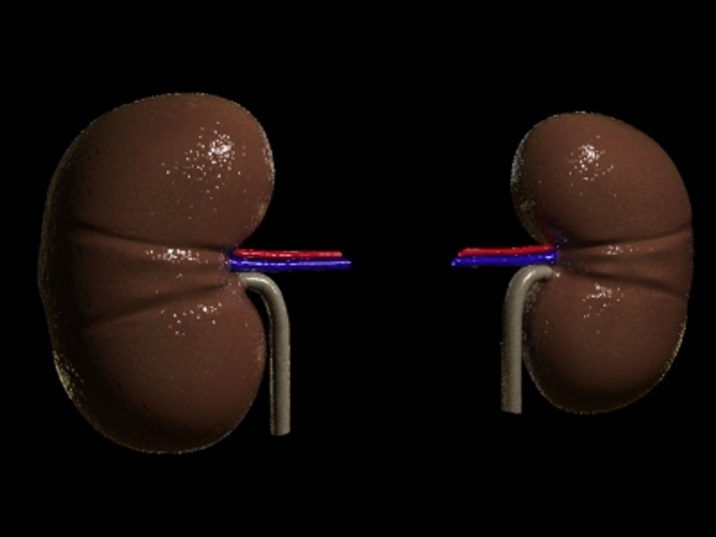 3d Realistic Kidney
