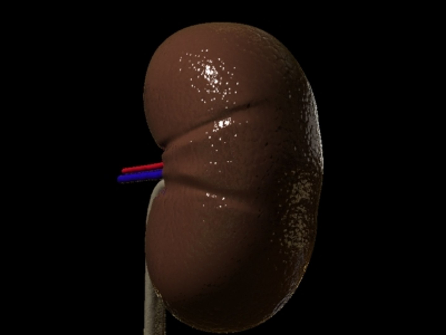 3d Realistic Kidney
