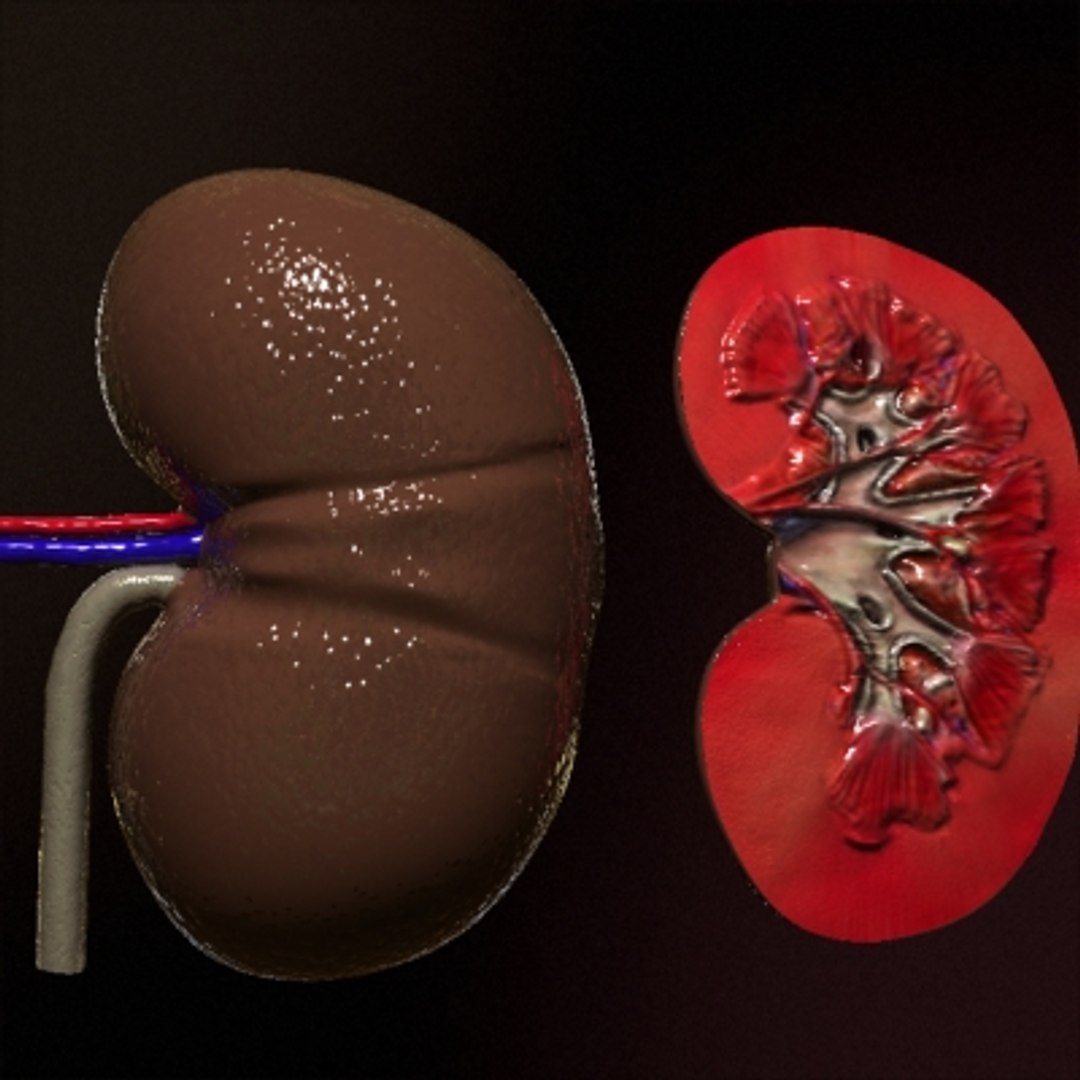 3d Realistic Kidney