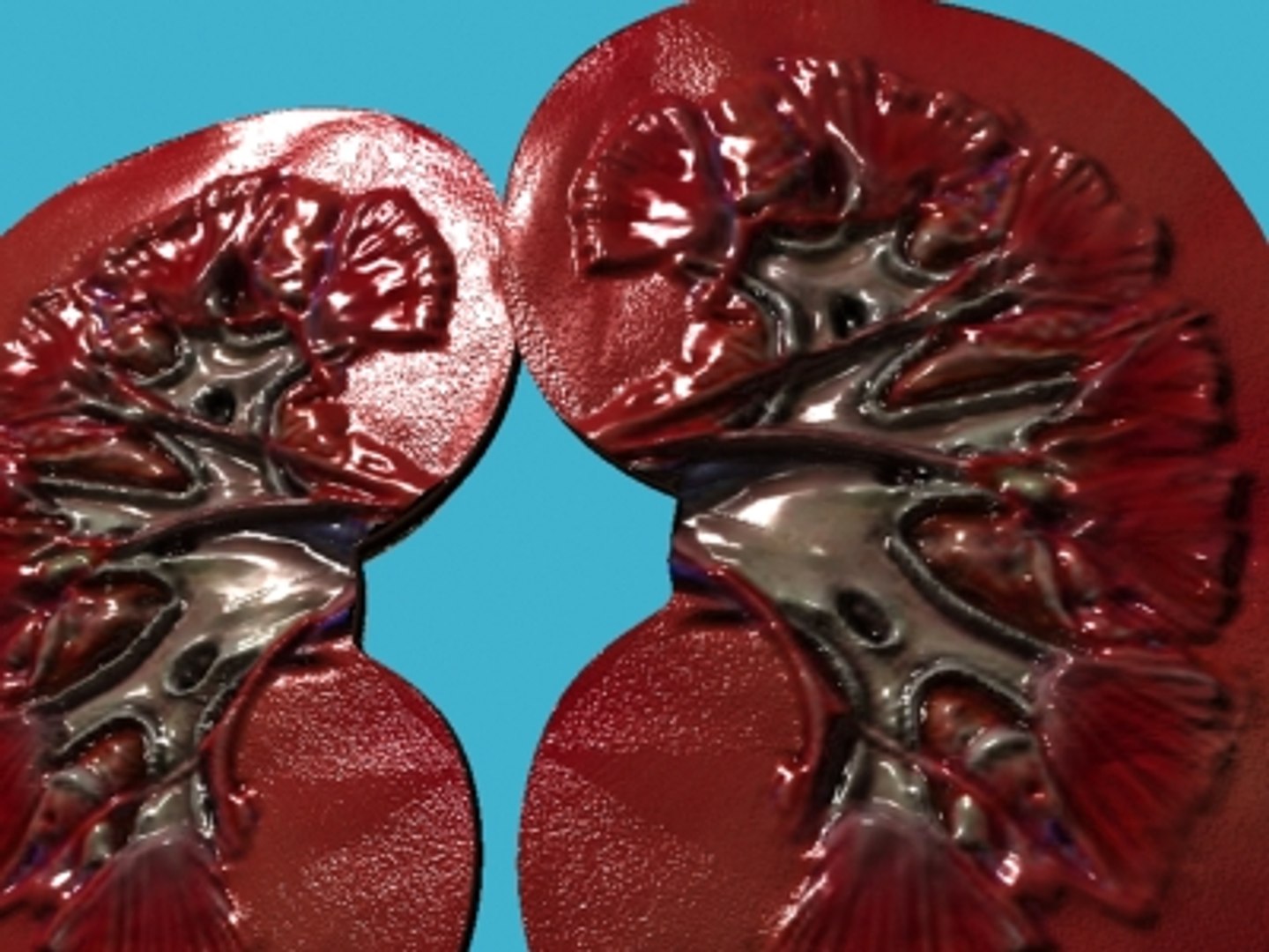 3d Realistic Kidney