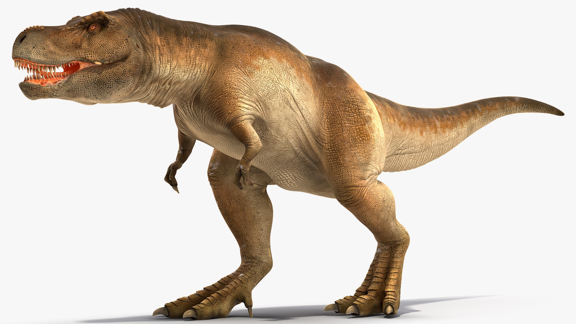 3D Tyrannosaurus Rex Walking Animal - TurboSquid 1478308