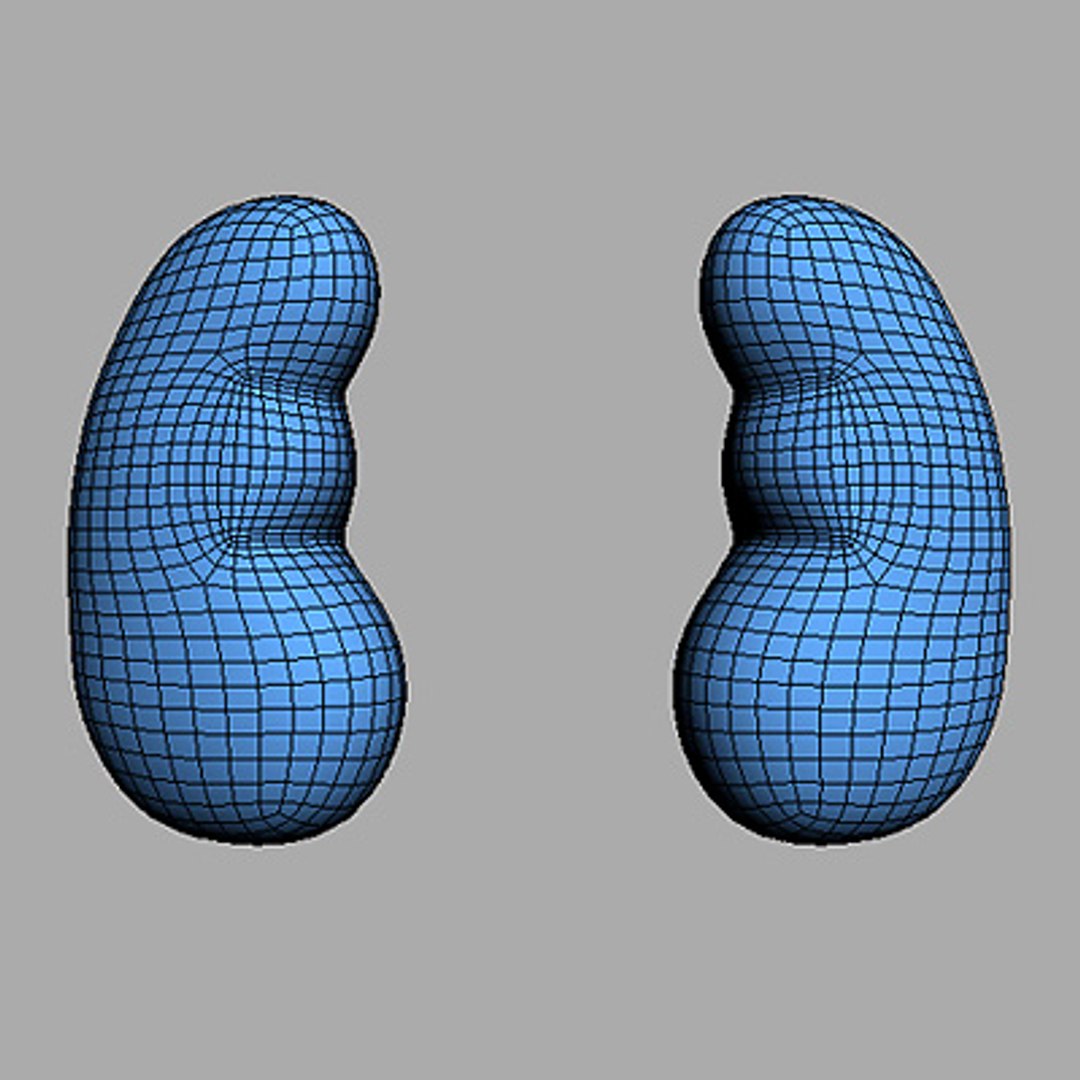 Kidney Organs Internal 3d Model