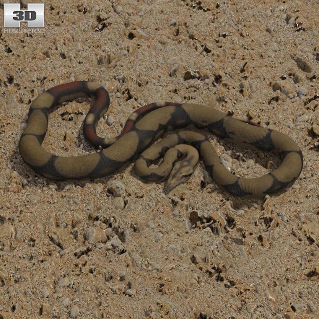 Constrictor Boa Model - TurboSquid 1238437