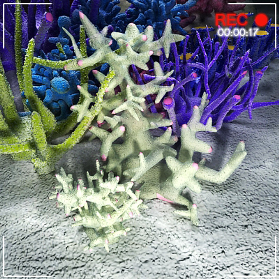 Set Corals Sea 3d Model