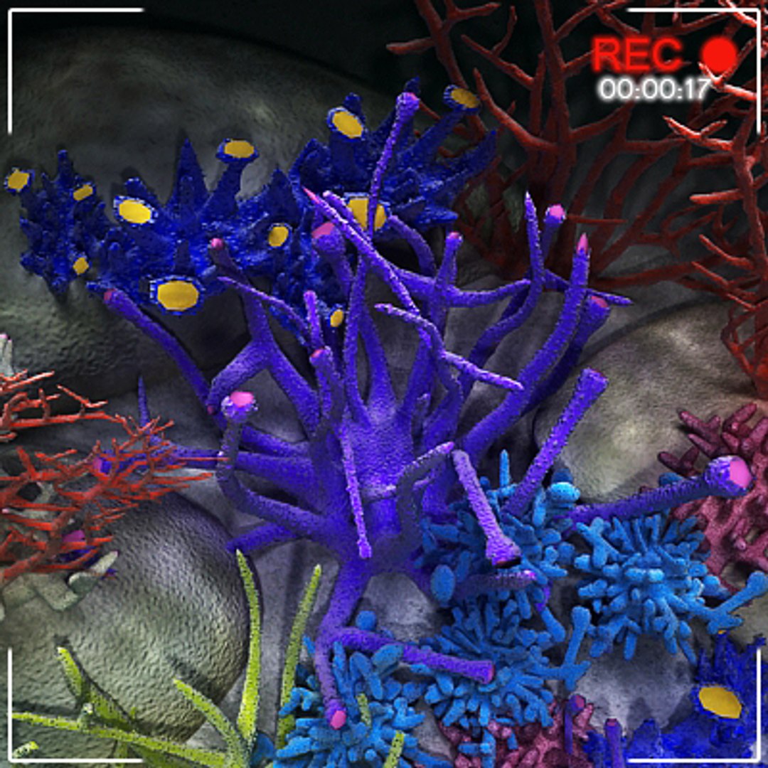 Set Corals Sea 3d Model