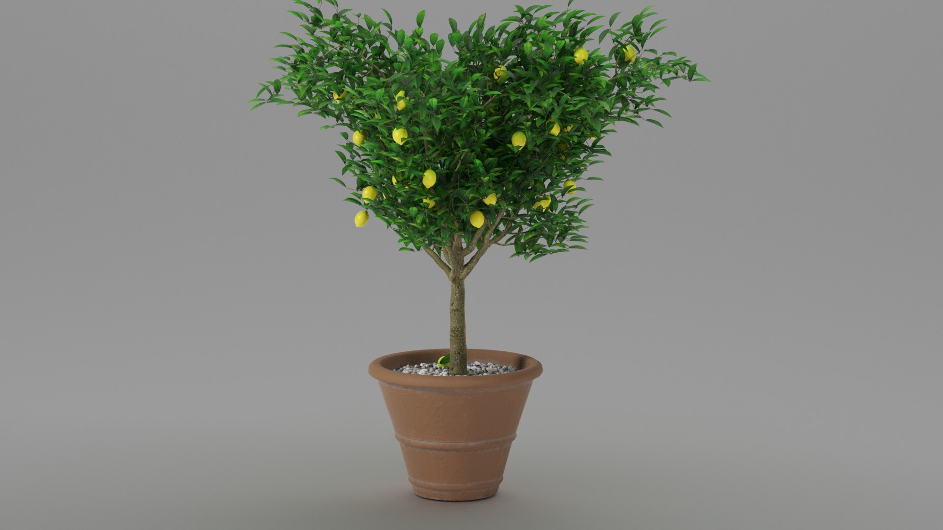 Lemon Tree 3D Model - TurboSquid 2317463