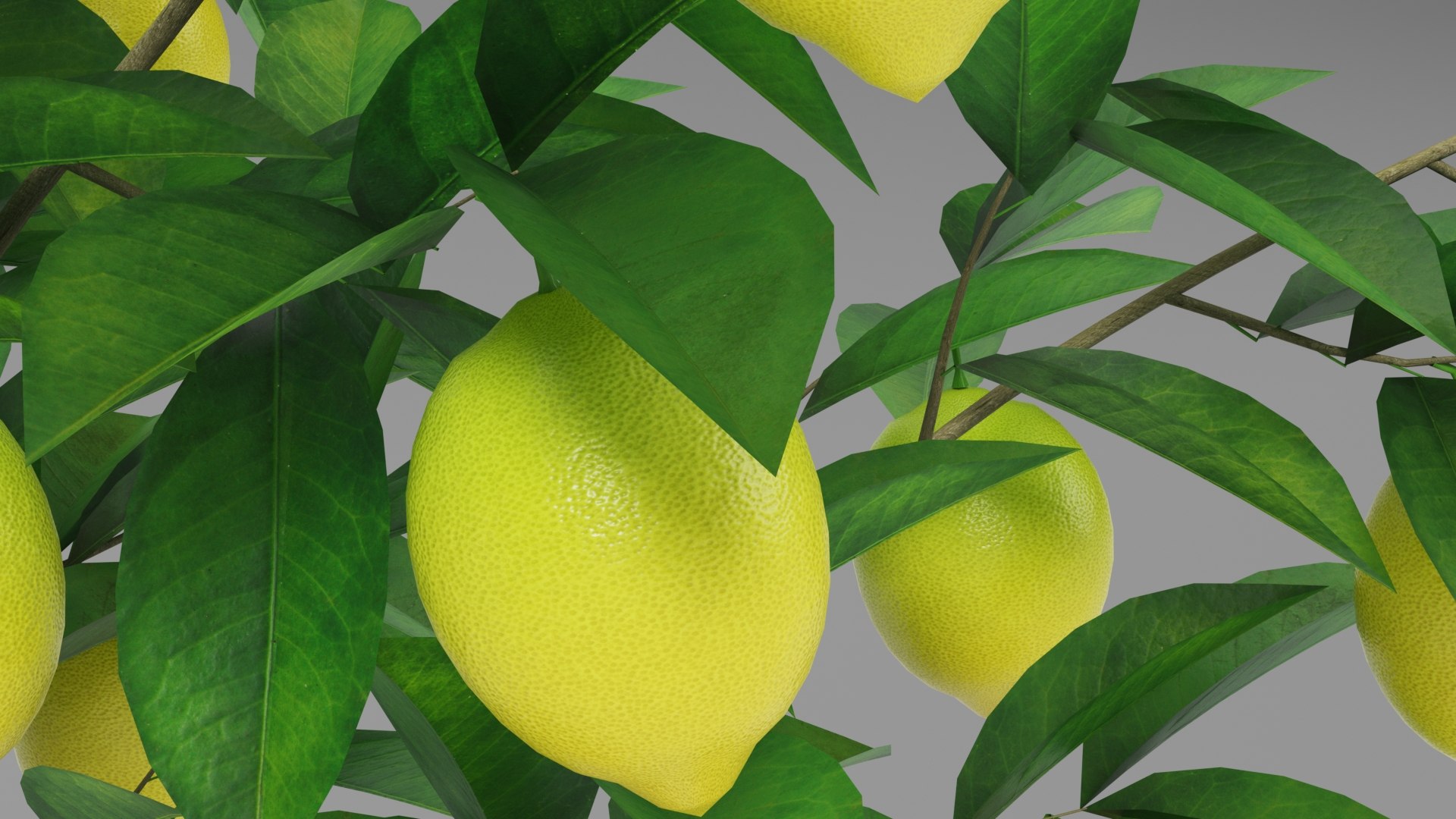 Lemon Tree 3D Model - TurboSquid 2317463