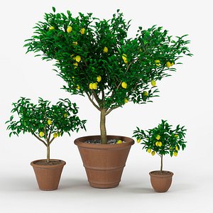3D Lemon Tree Models - Browse & Download Formats - TurboSquid