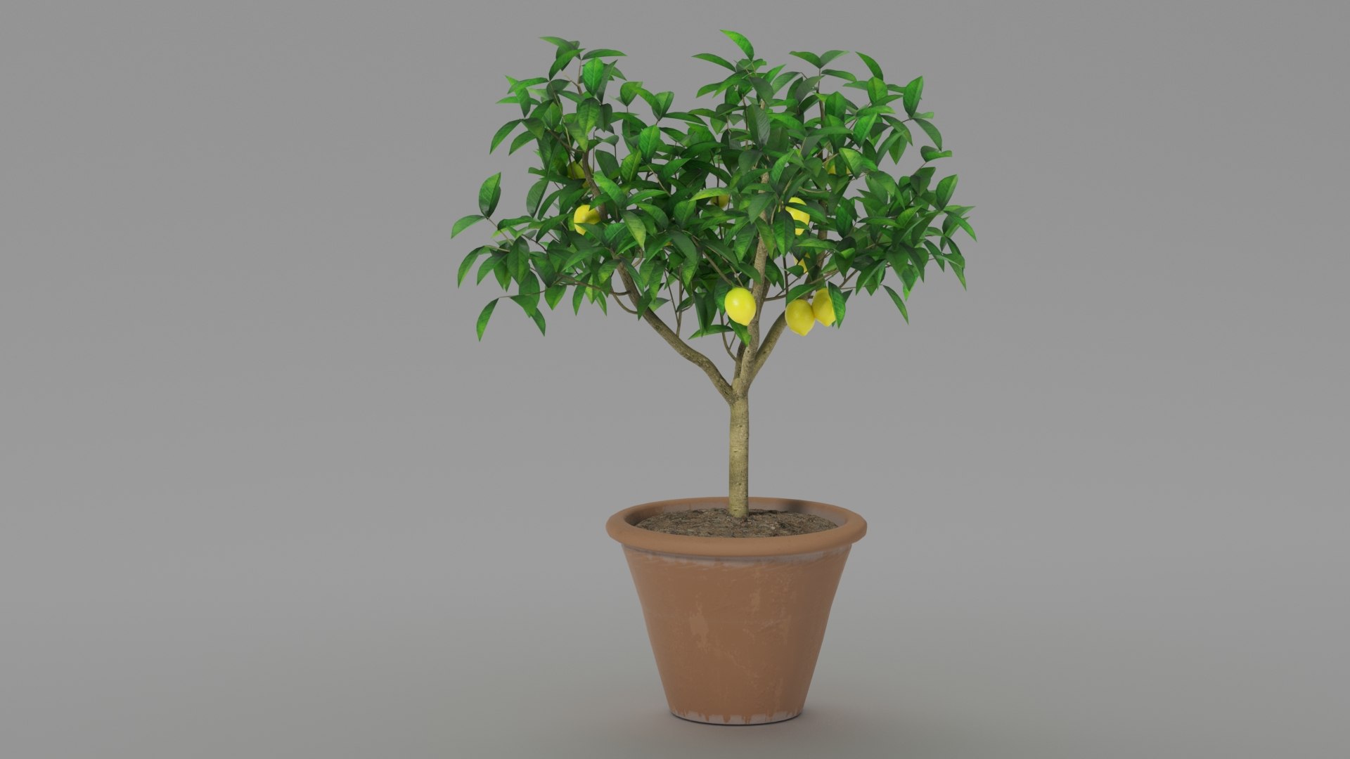 Lemon Tree 3D Model - TurboSquid 2317463
