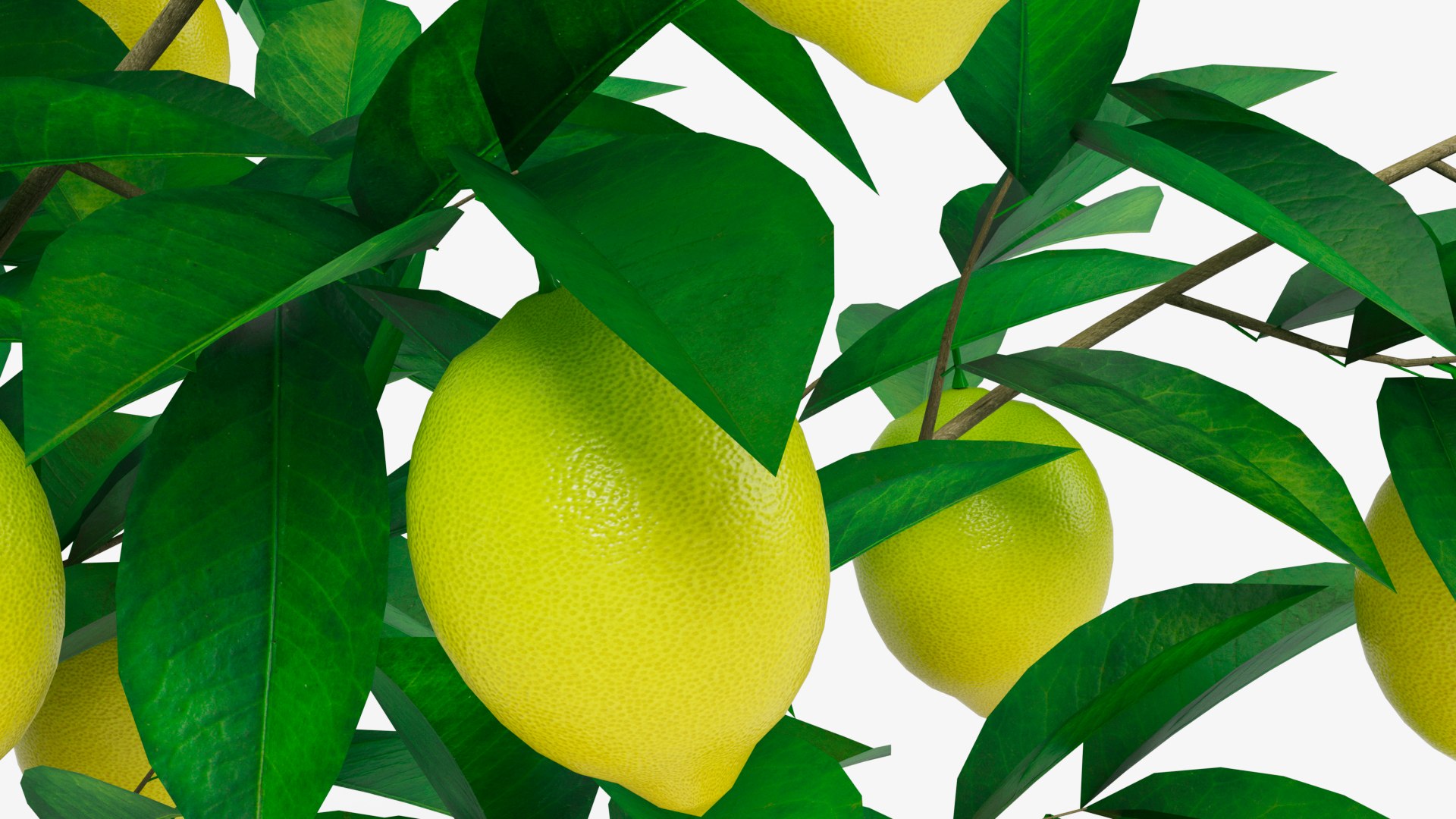 Lemon Tree 3D Model - TurboSquid 2317463