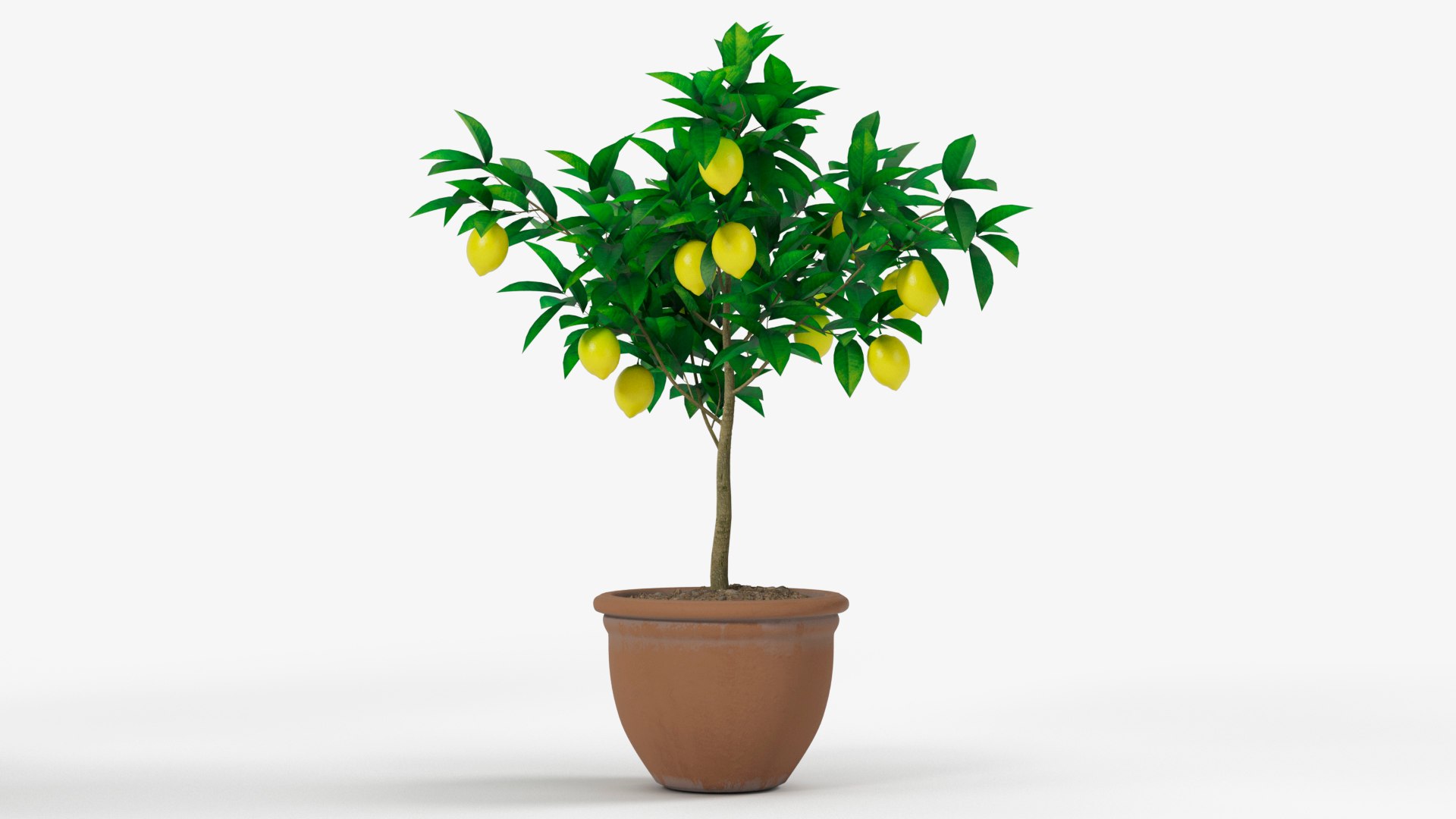 Lemon Tree 3D Model - TurboSquid 2317463