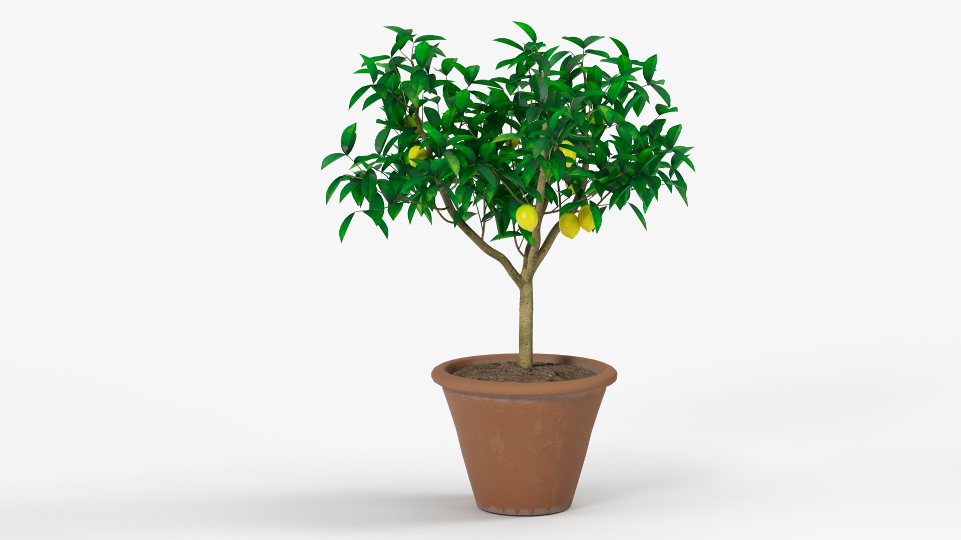 Lemon Tree 3D Model - TurboSquid 2317463