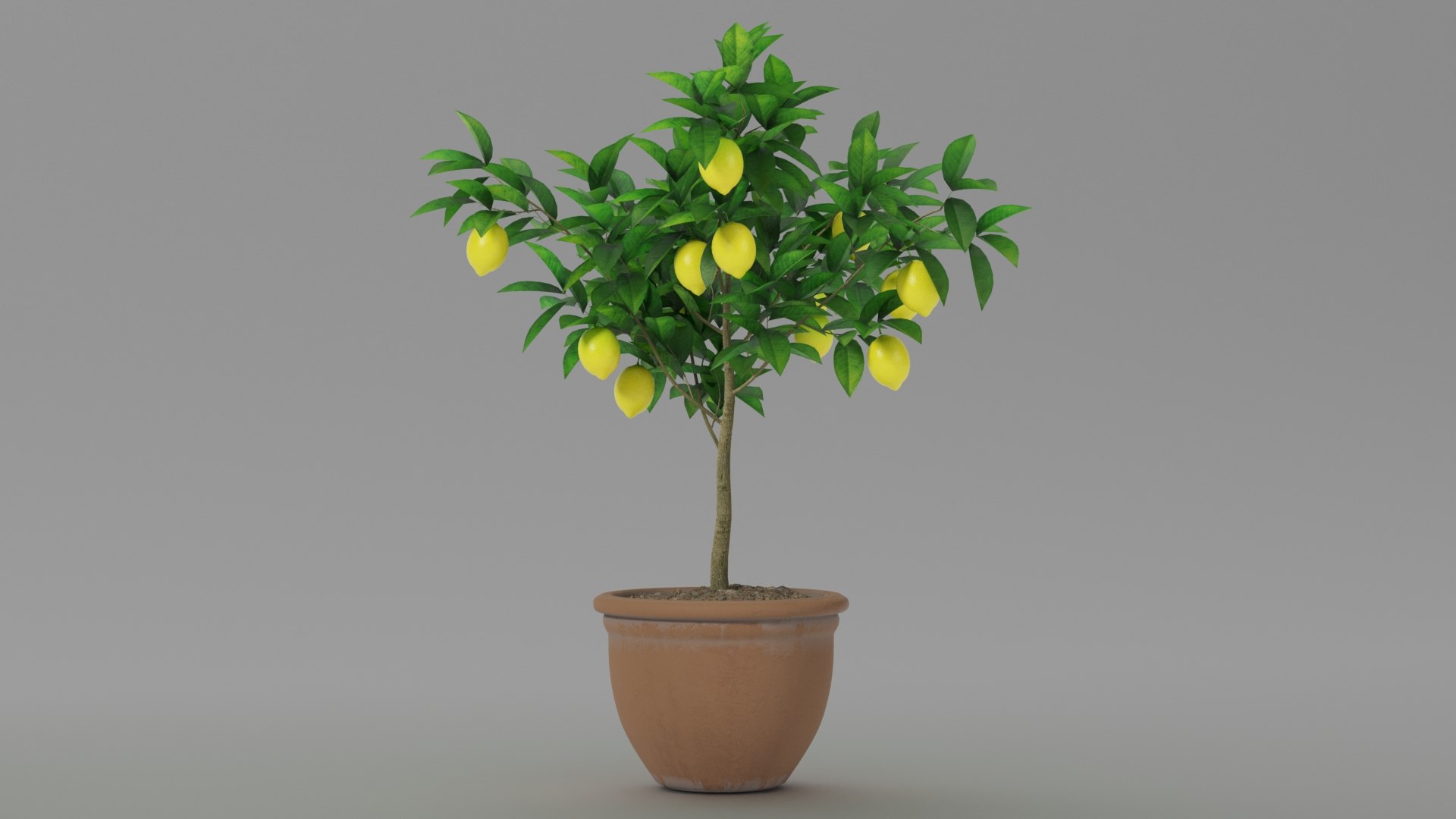 Lemon Tree 3D Model - TurboSquid 2317463