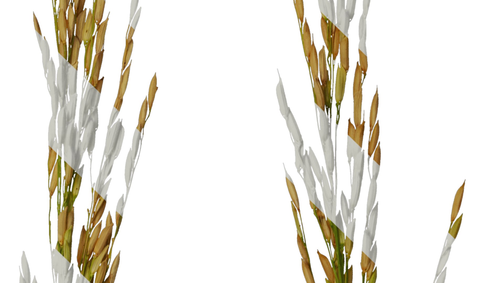 Anydrafts Oryza Sativa Fruit 01 Textures 3D Model - TurboSquid 2349873