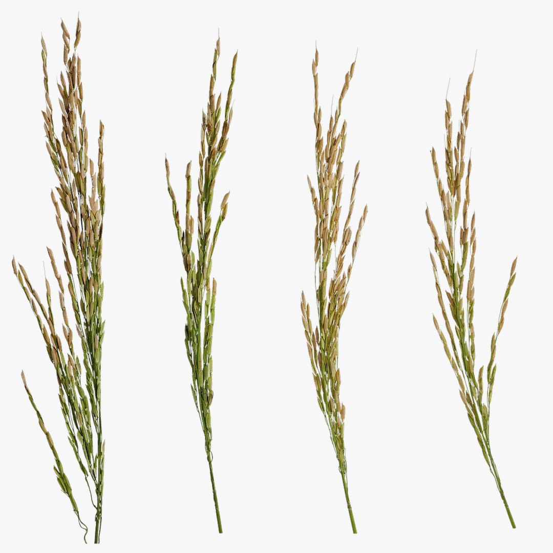 Anydrafts Oryza Sativa Fruit 01 Textures 3D Model - TurboSquid 2349873