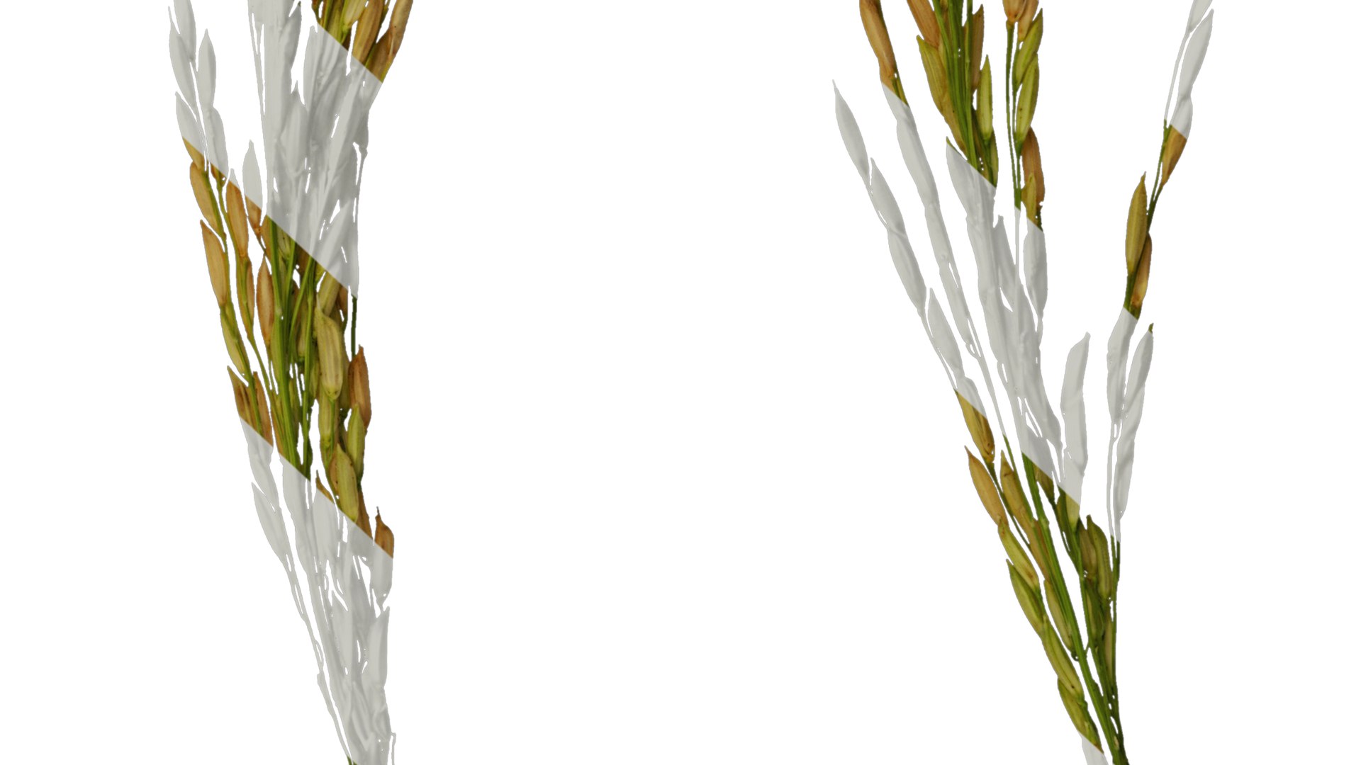 Anydrafts Oryza Sativa Fruit 01 Textures 3D Model - TurboSquid 2349873