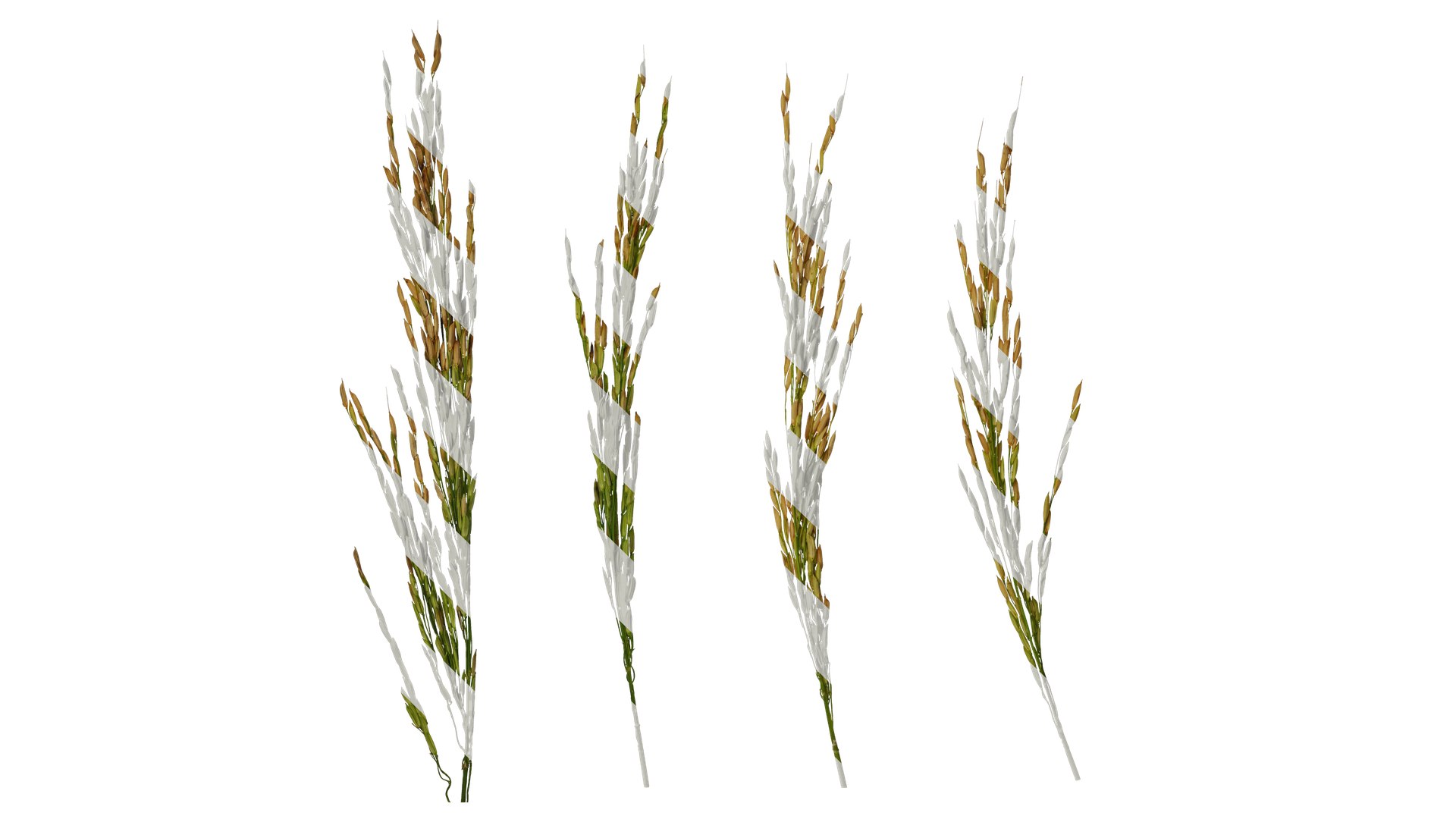 Anydrafts Oryza Sativa Fruit 01 Textures 3D Model - TurboSquid 2349873