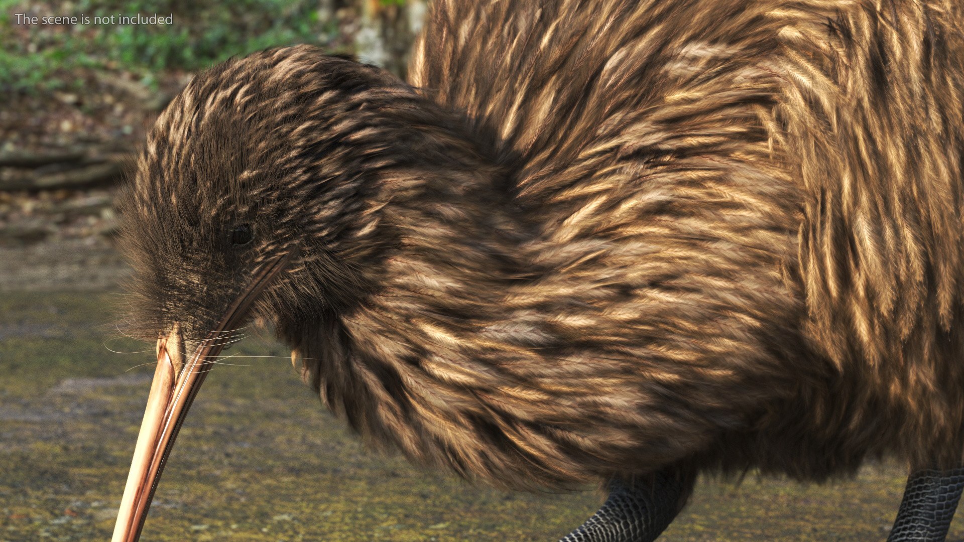 3D Cute Kiwi Bird Fur - TurboSquid 2104151