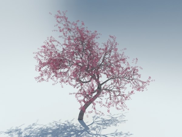 realistic sakura tree 3d max