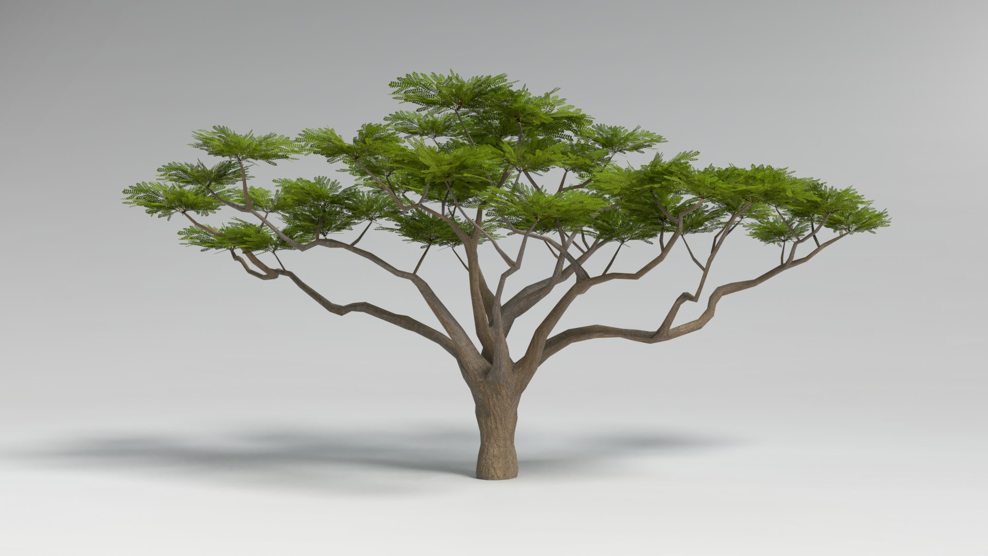 Acacia Tree Polys 3D - TurboSquid 1510499