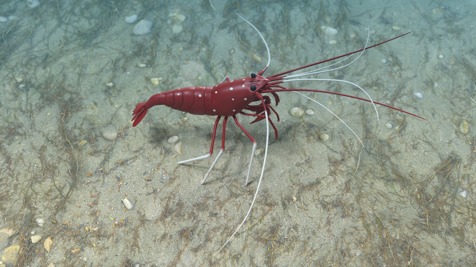 Blood Shrimp 3D Model - TurboSquid 1466068