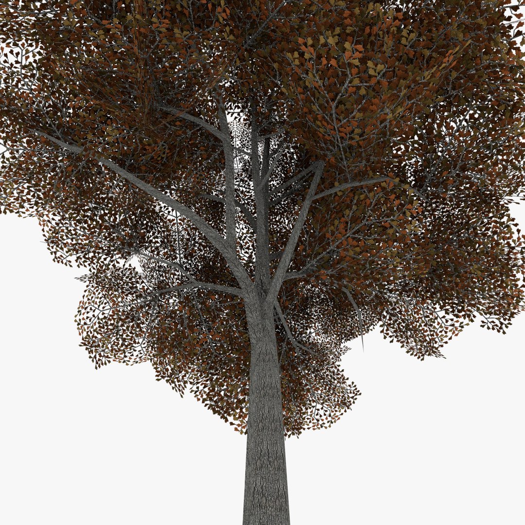 White Oak Tree 3d 3ds