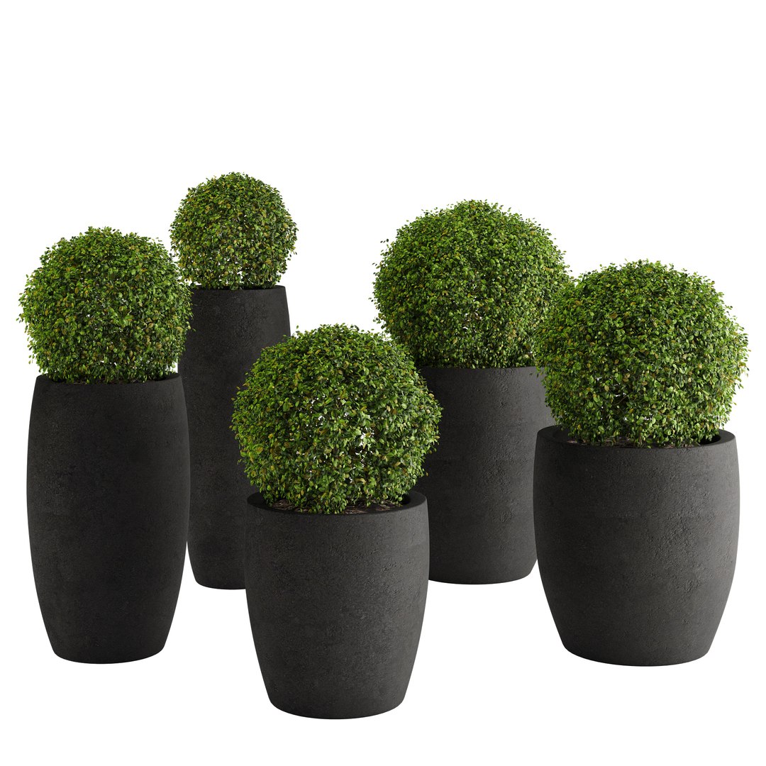 modelo 3d Aglaia odorata 001 - TurboSquid 2093418