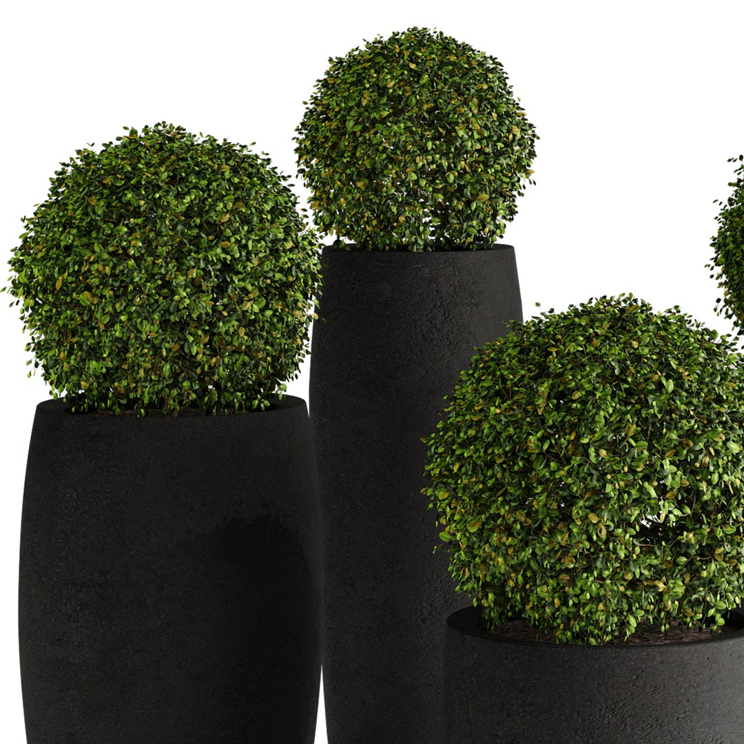 Aglaia Odorata Plant 01 3D Model - TurboSquid 2093418