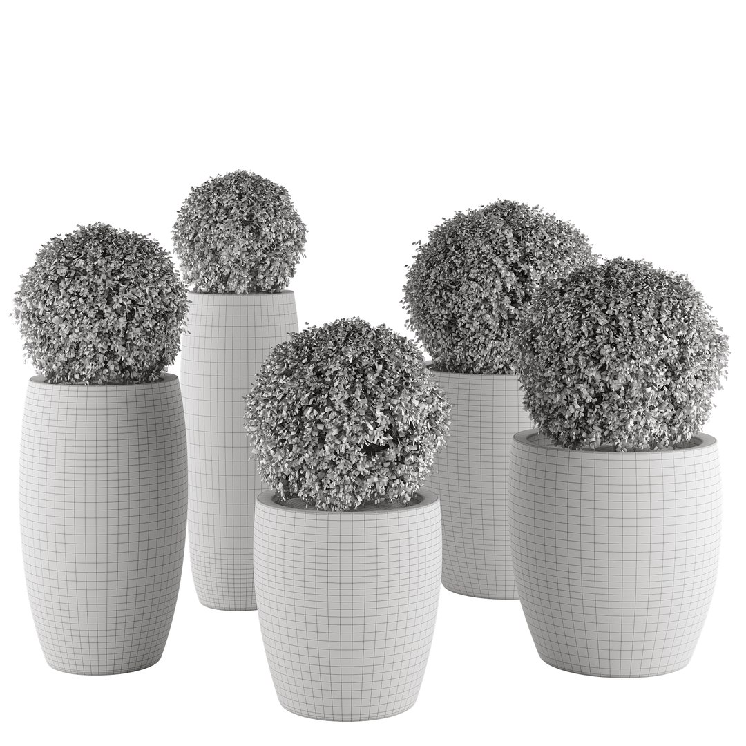 Aglaia Odorata Plant 01 3D Model - TurboSquid 2093418