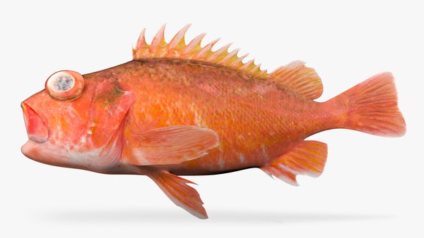 Greenblotched rockfish fish model - TurboSquid 1669276