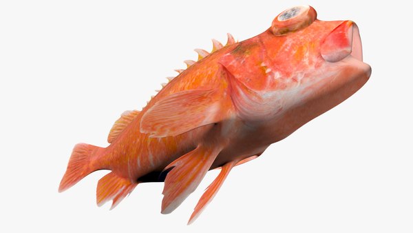 Greenblotched rockfish fish model - TurboSquid 1669276