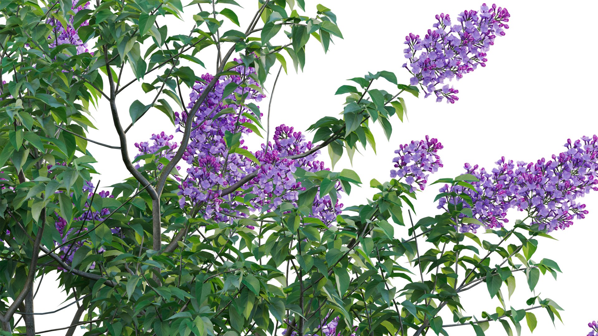 3D Syringa Vulgaris - Common Lilac 04 - TurboSquid 2310020