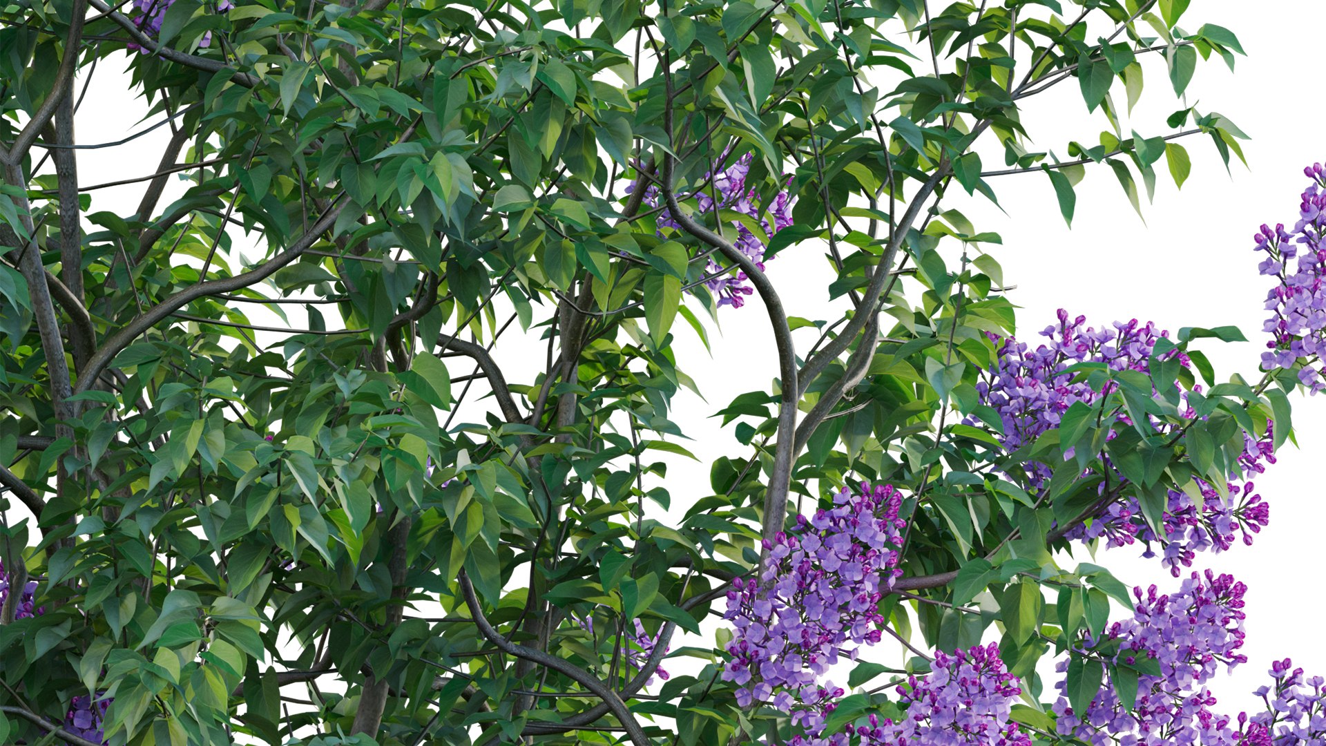 3D Syringa Vulgaris - Common Lilac 04 - TurboSquid 2310020