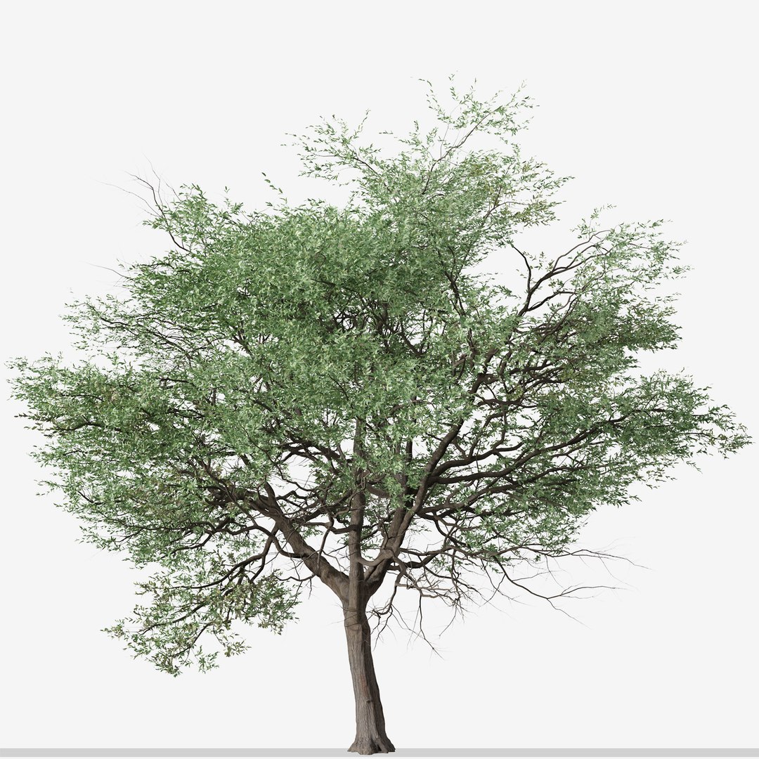 3D model Set of Terminalia sericea or Silver cluster leaf Tree - 2 ...