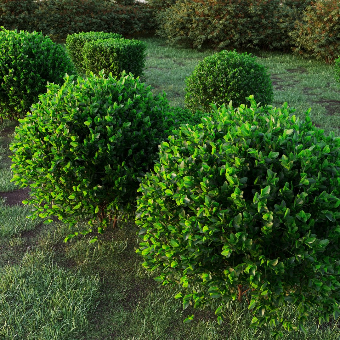 Quickset Hedge 3D Model - TurboSquid 1861933