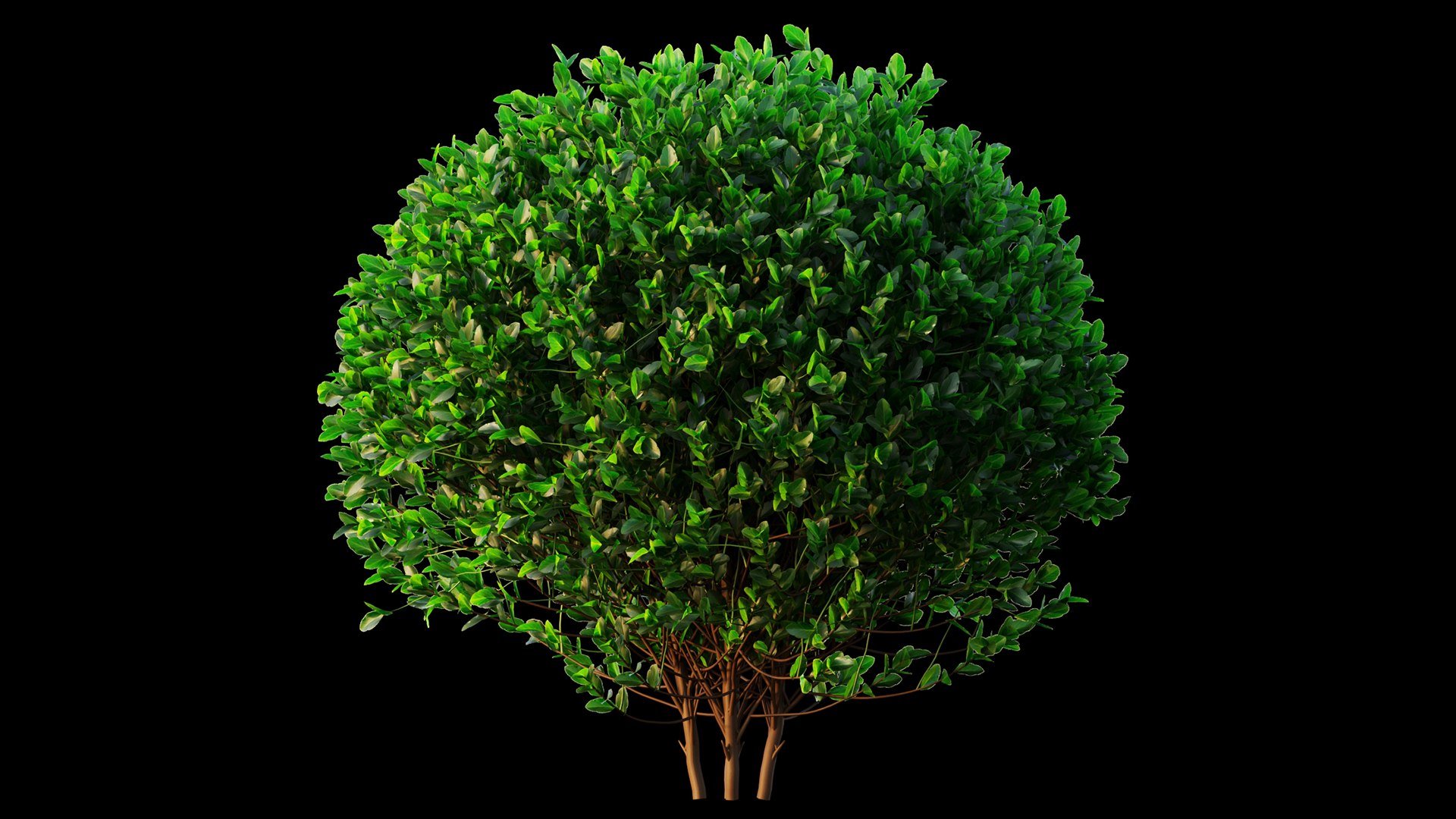 Quickset Hedge 3D Model - TurboSquid 1861933