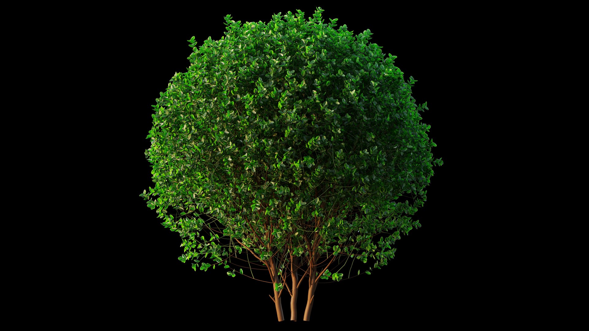Quickset Hedge 3D Model - TurboSquid 1861933