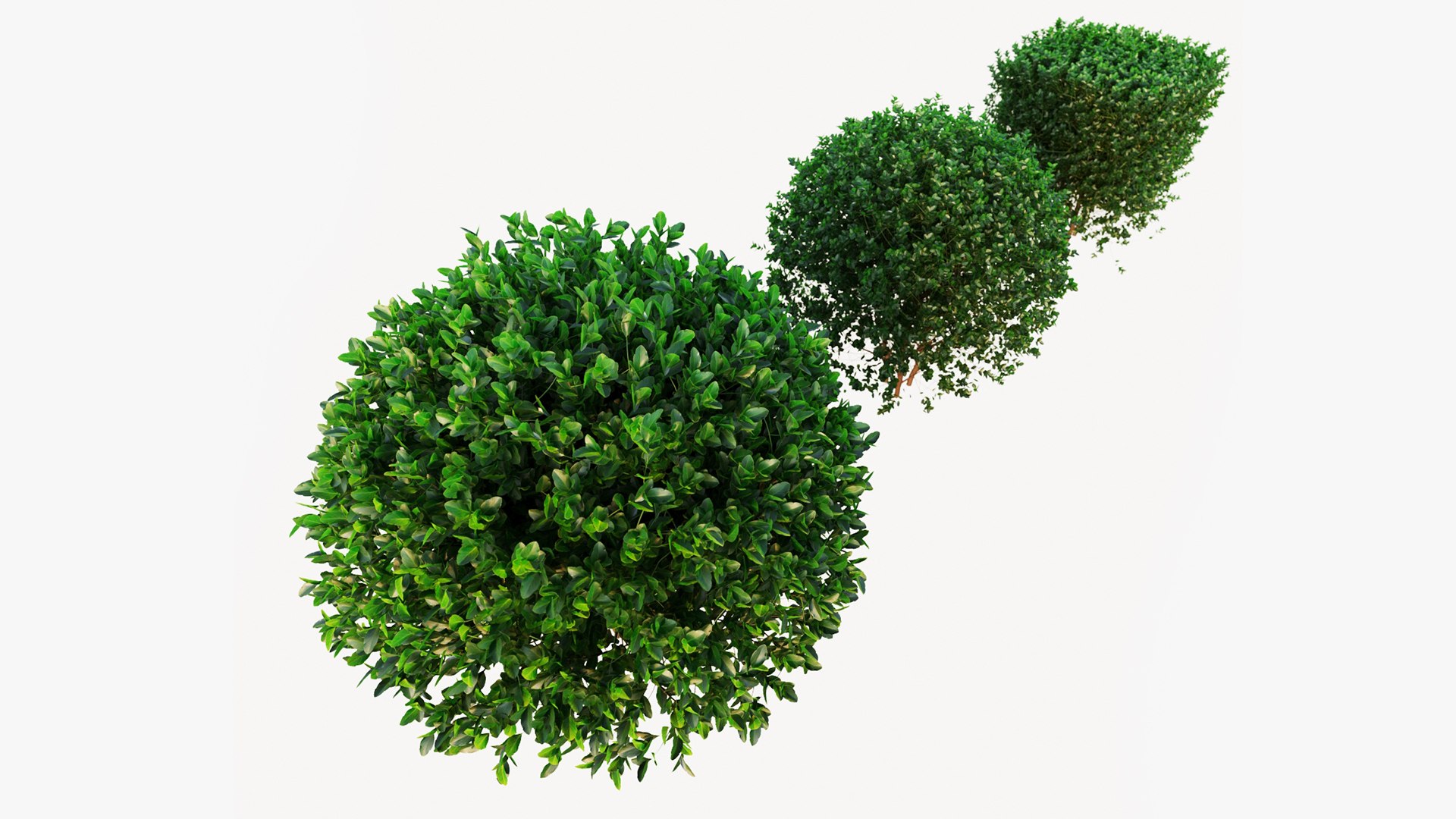 Quickset Hedge 3D Model - TurboSquid 1861933