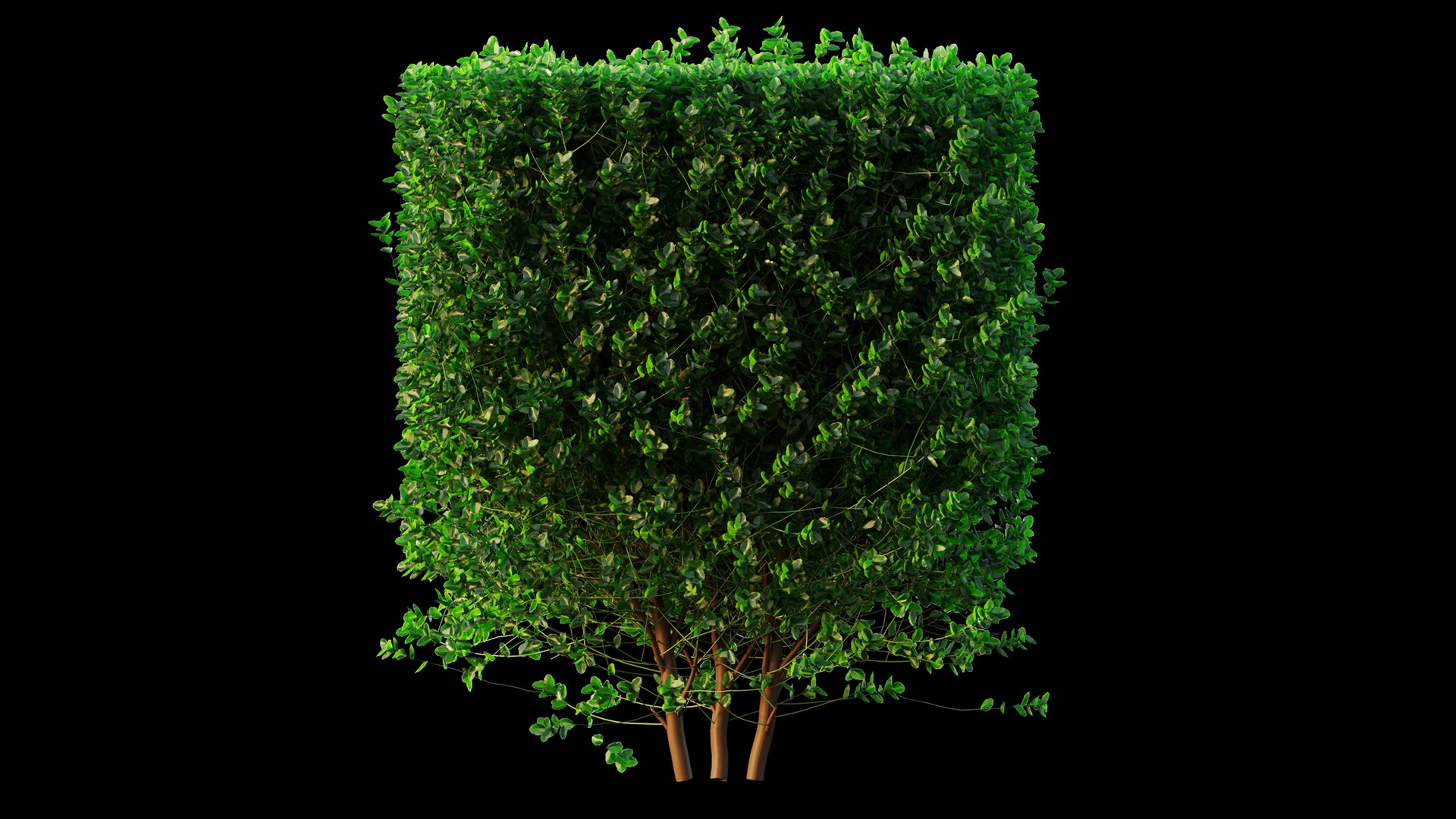 Quickset Hedge 3D Model - TurboSquid 1861933