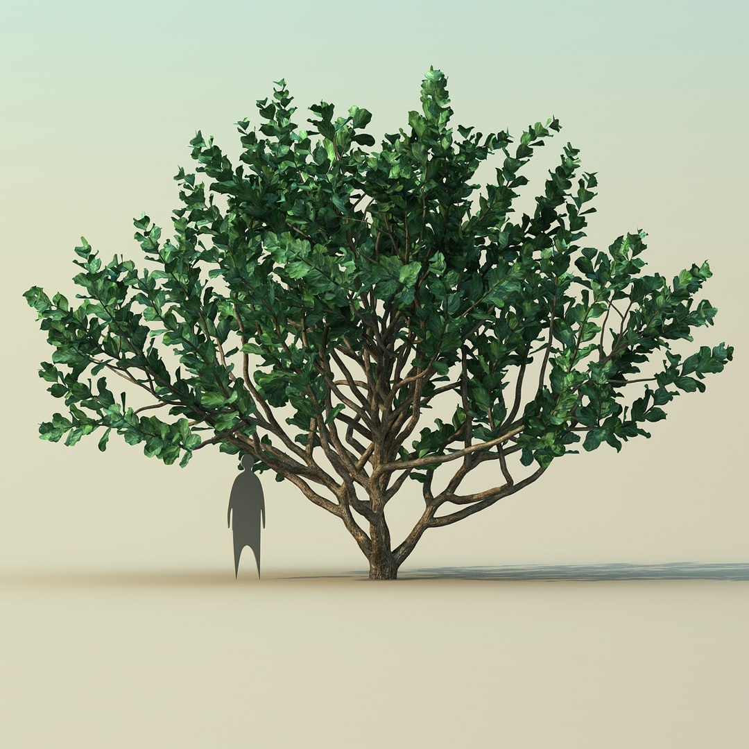 3D Model 2 Tree - TurboSquid 1179246