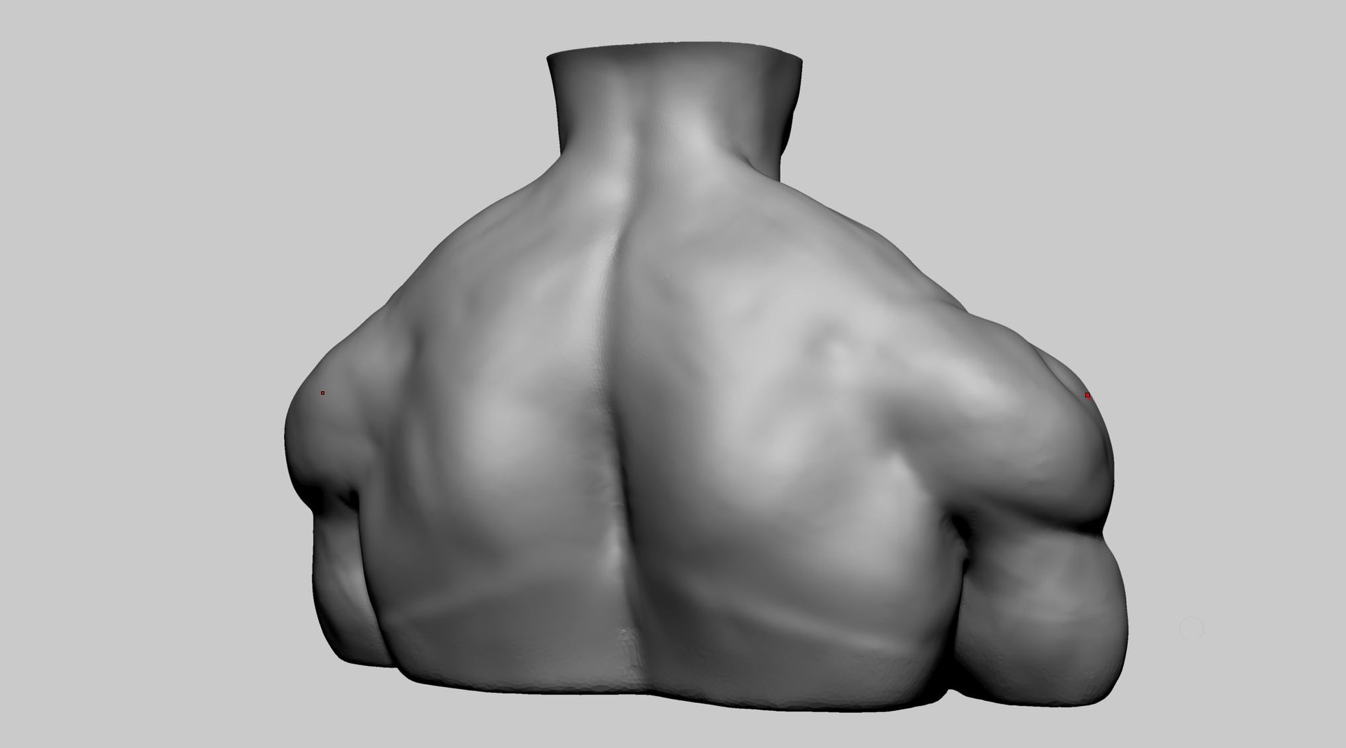 Studies Anatomy Model - TurboSquid 1612862