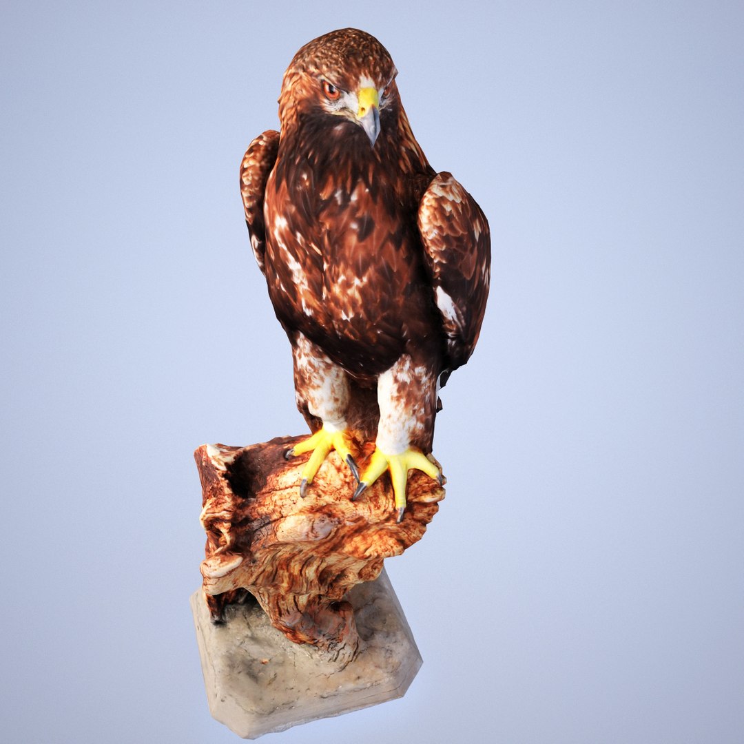 3d Model Of Golden Eagle