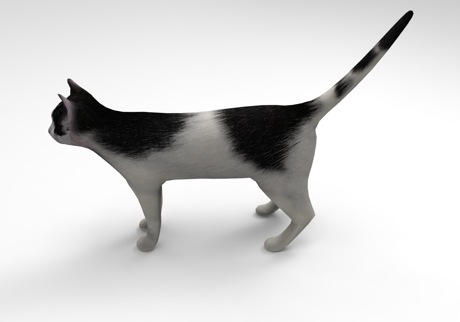 3d Cats Feline